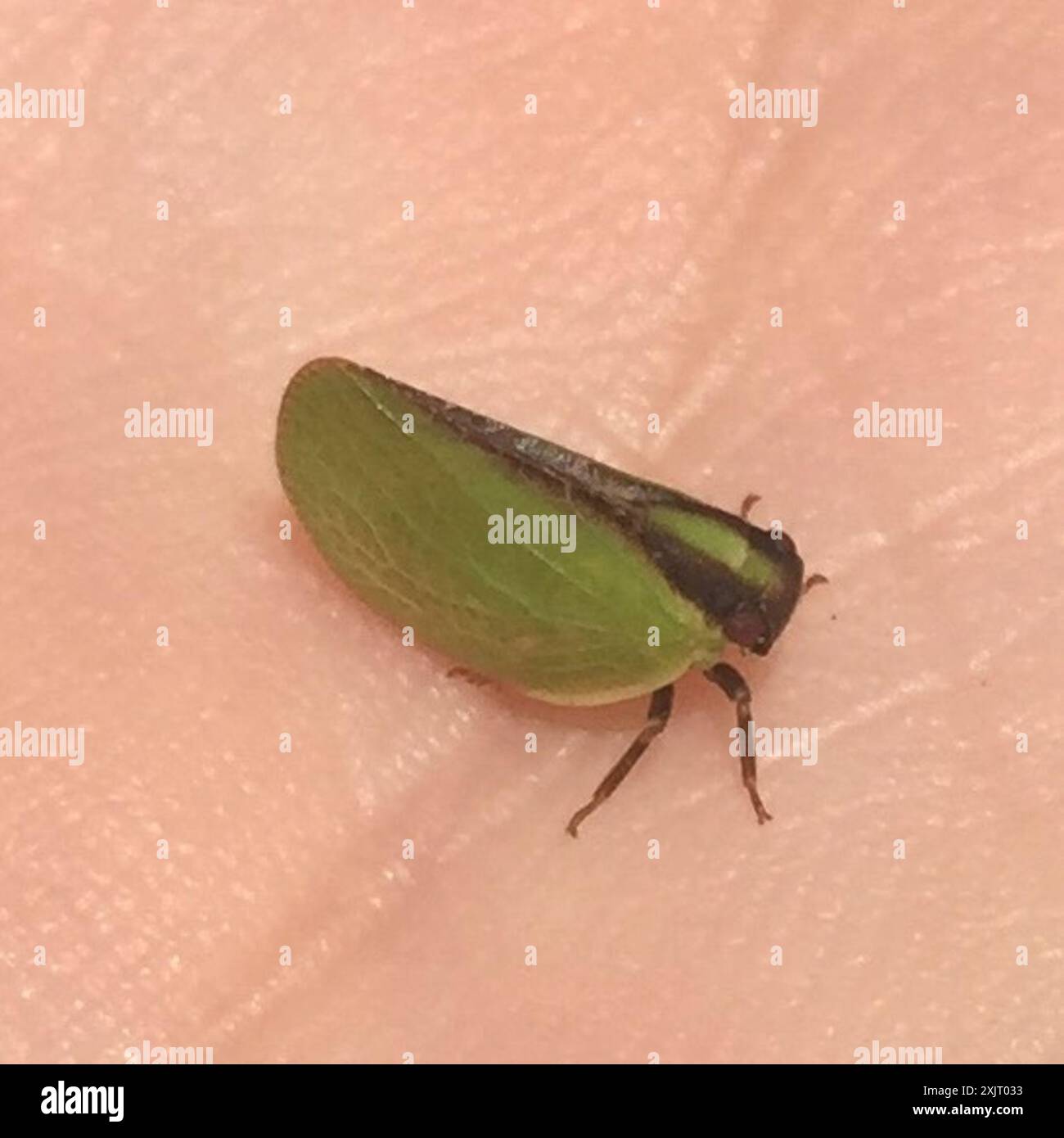 Two striped planthopper hi-res stock photography and images - Alamy