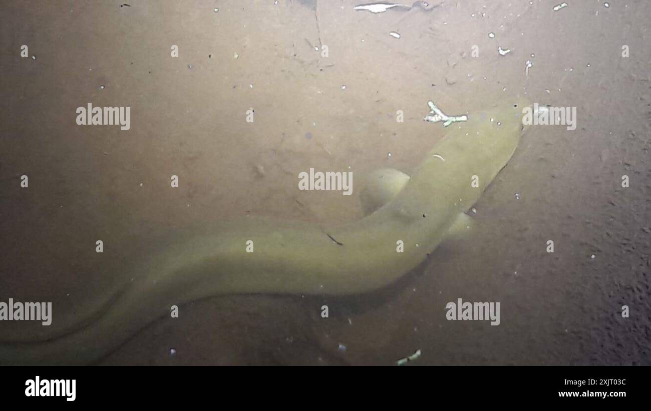 Short-finned Eel (Anguilla australis) Actinopterygii Stock Photo - Alamy