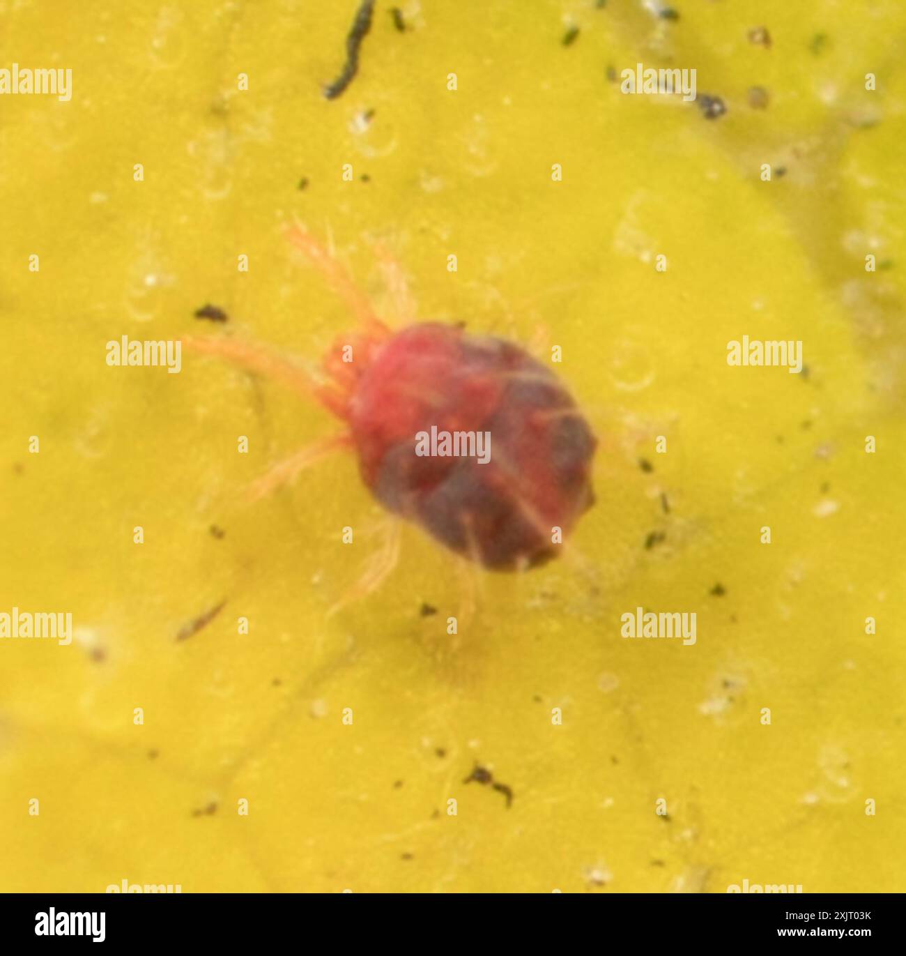 Spider Mites (Tetranychidae) Arachnida Stock Photo - Alamy