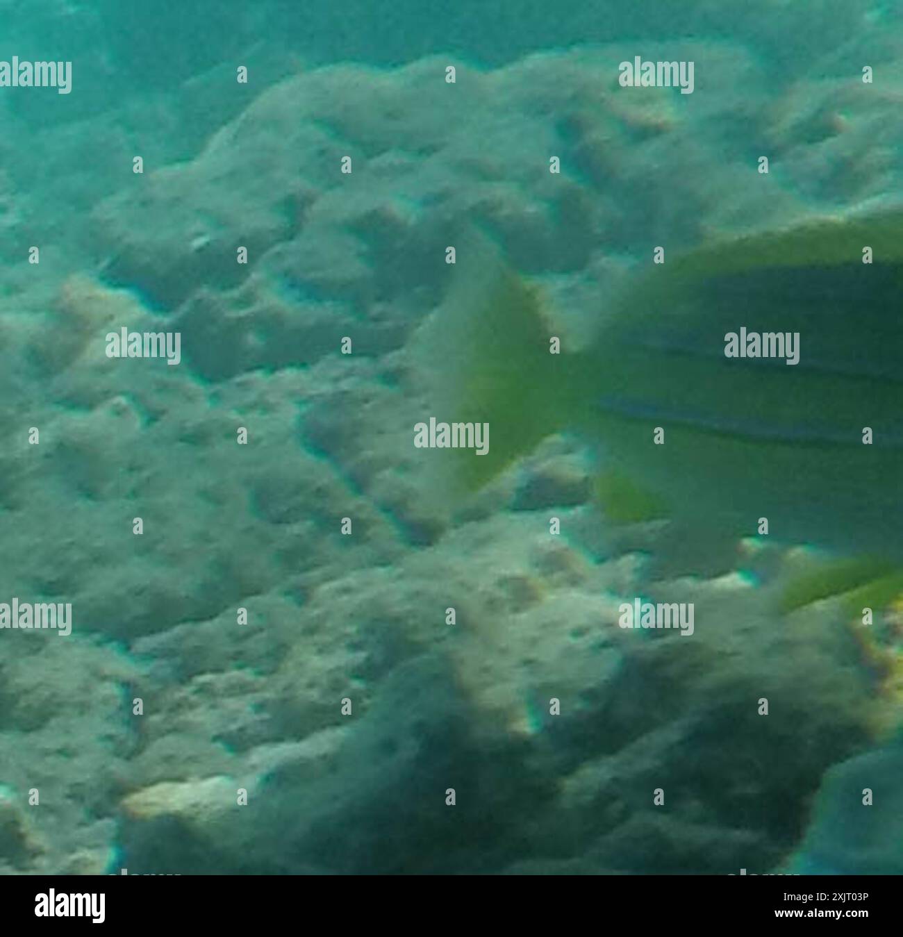 Bluestriped Snapper (Lutjanus kasmira) Actinopterygii Stock Photo - Alamy