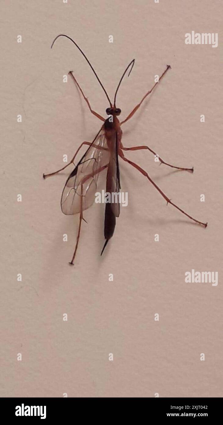 Orange Ichneumonid wasp (Netelia ephippiata) Insecta Stock Photo - Alamy