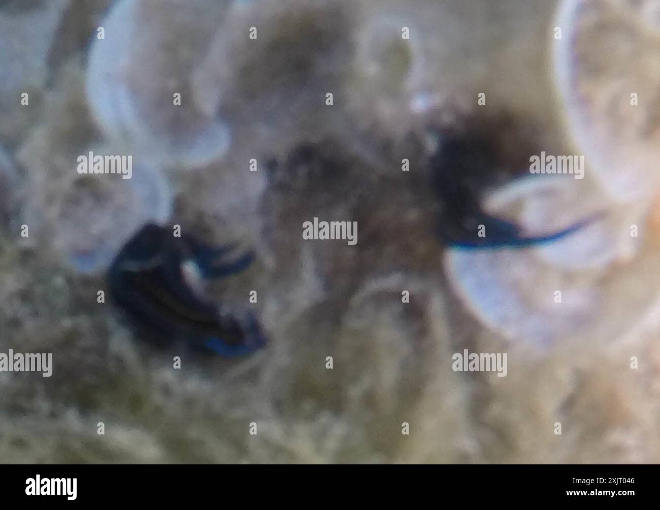 Swallowtail Headshield Slug (Chelidonura hirundinina) Mollusca Stock ...