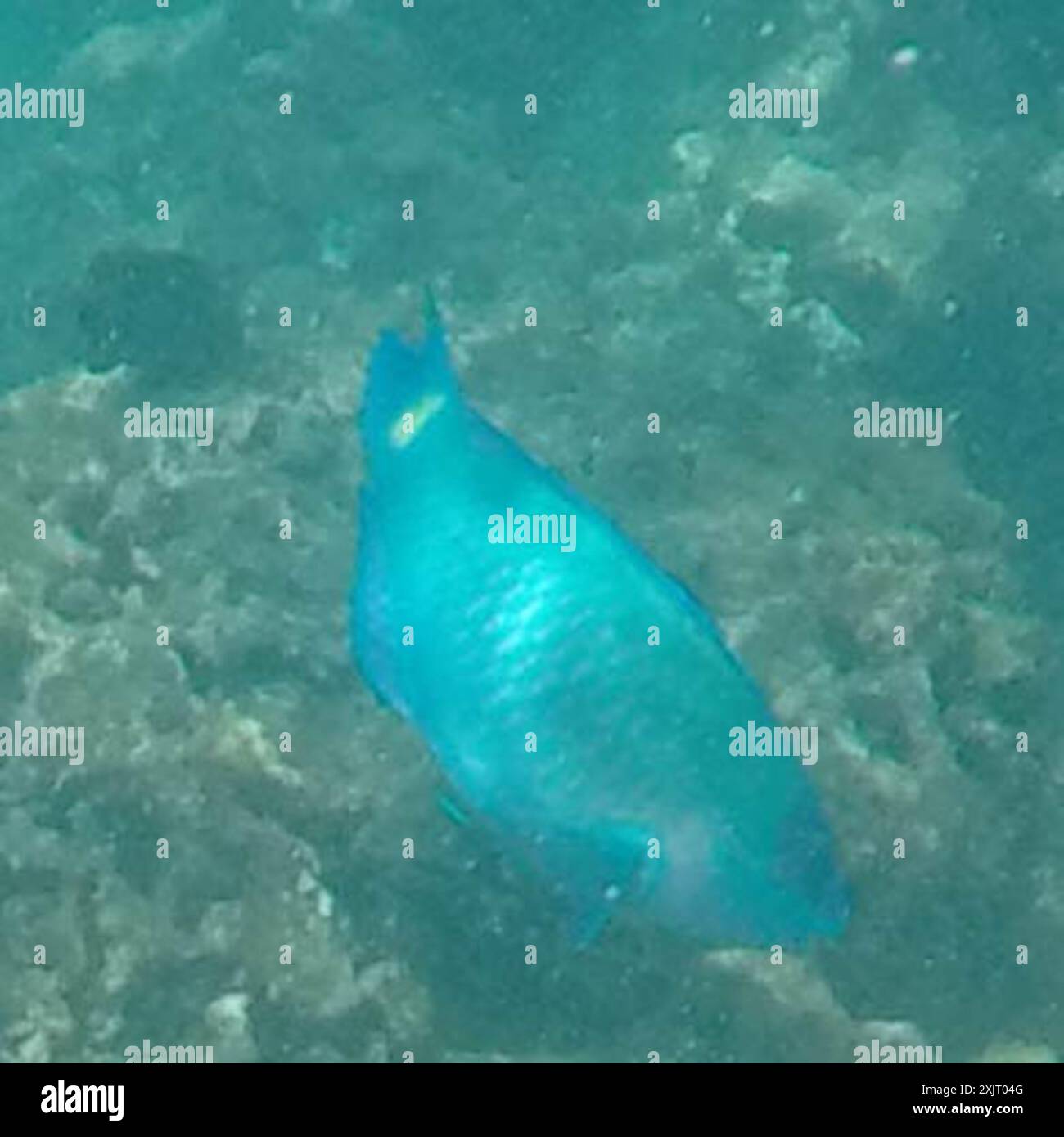 Palenose Parrotfish (Scarus psittacus) Actinopterygii Stock Photo - Alamy