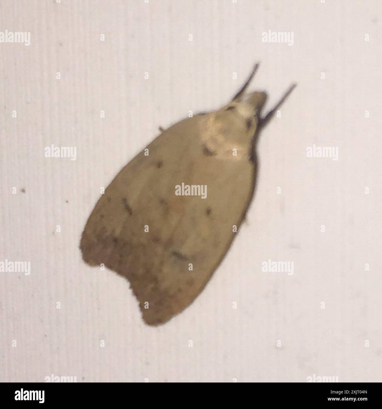 Gold-striped Leaftier Moth (Machimia tentoriferella) Insecta Stock ...