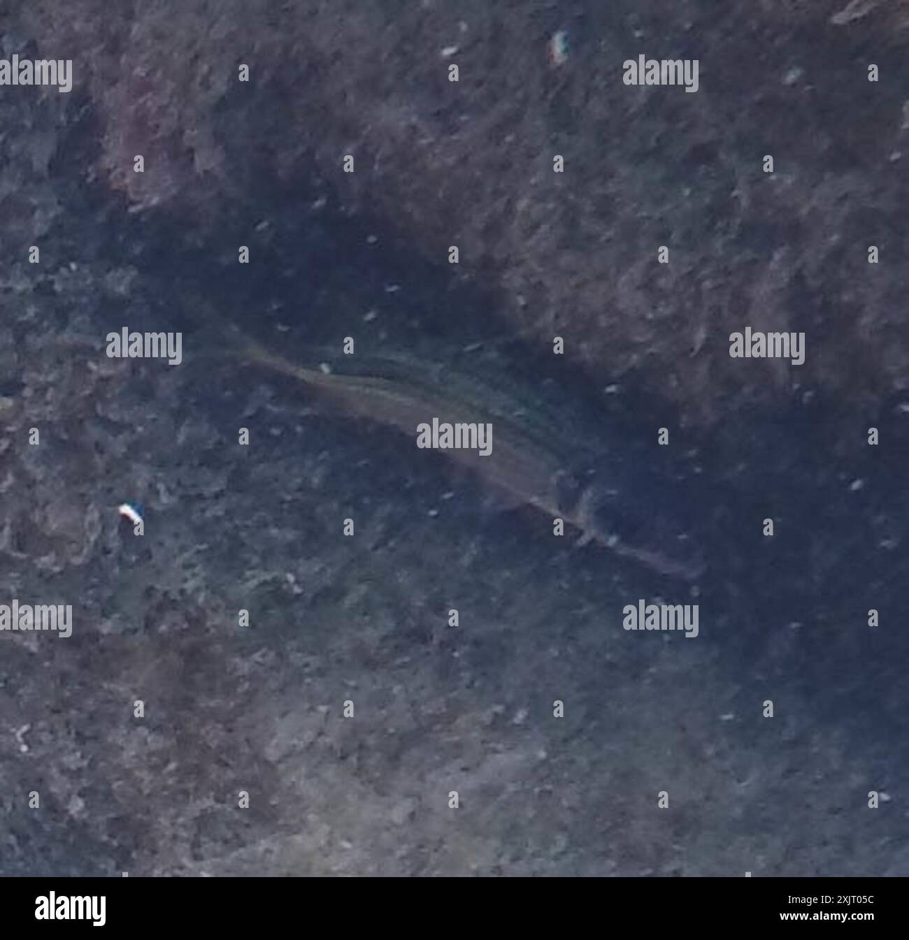 Spotfin Squirrelfish (Neoniphon sammara) Actinopterygii Stock Photo - Alamy