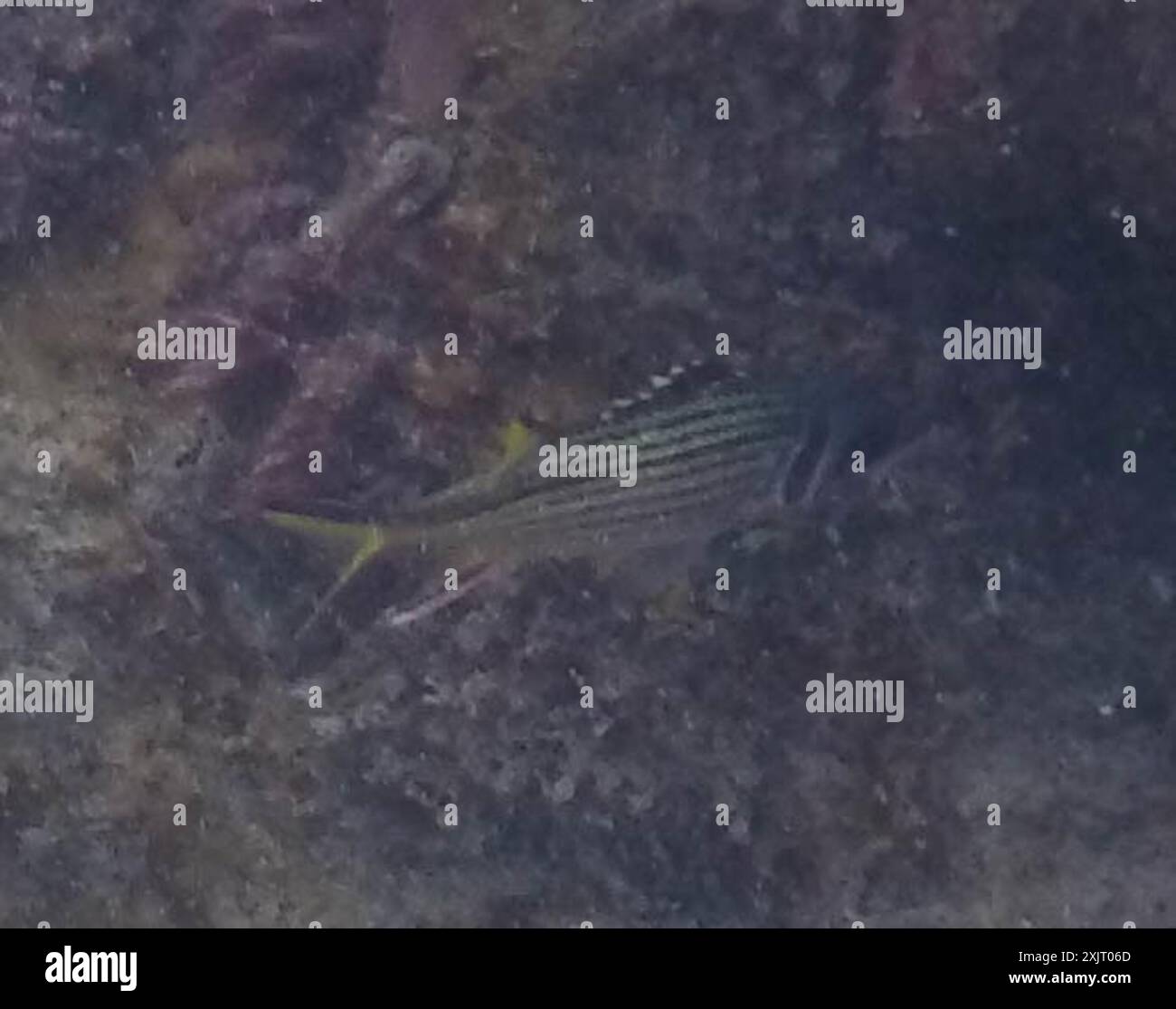 Spotfin Squirrelfish (Neoniphon sammara) Actinopterygii Stock Photo - Alamy