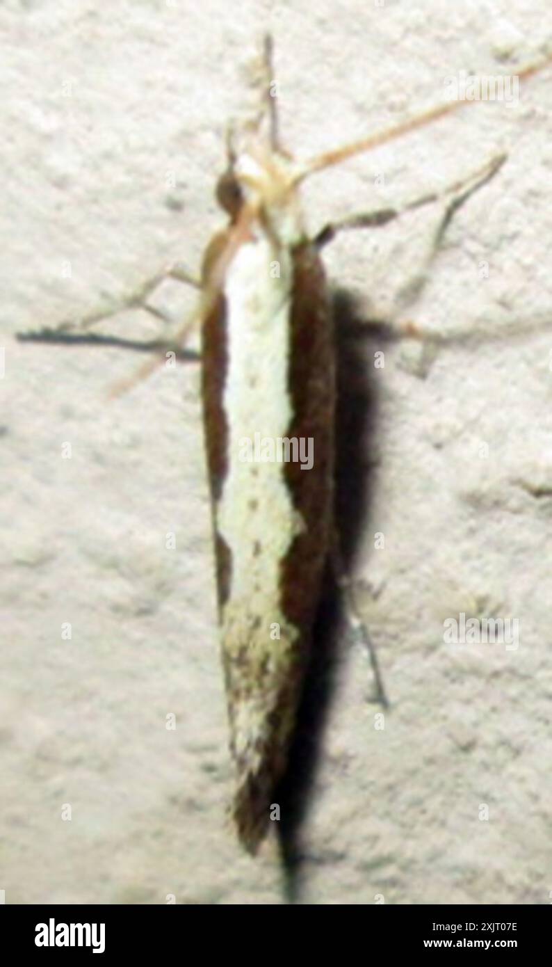 Diamondback moth hi-res stock photography and images - Alamy