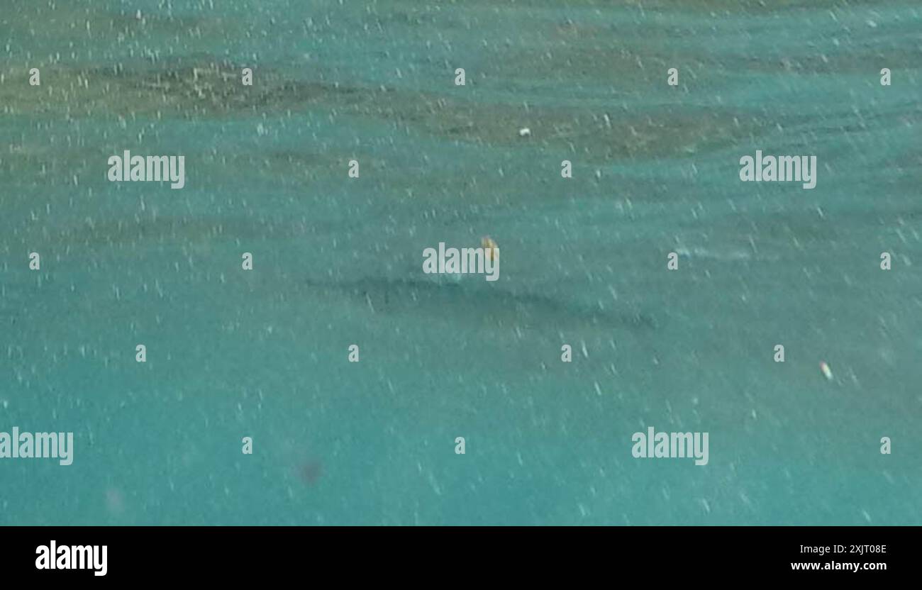 Needlefishes (Belonidae) Actinopterygii Stock Photo - Alamy