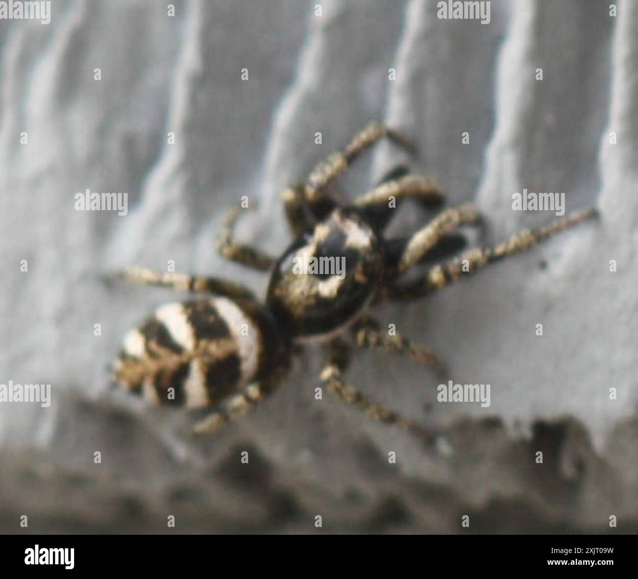 Zebra Jumping Spider (Salticus scenicus) Arachnida Stock Photo - Alamy