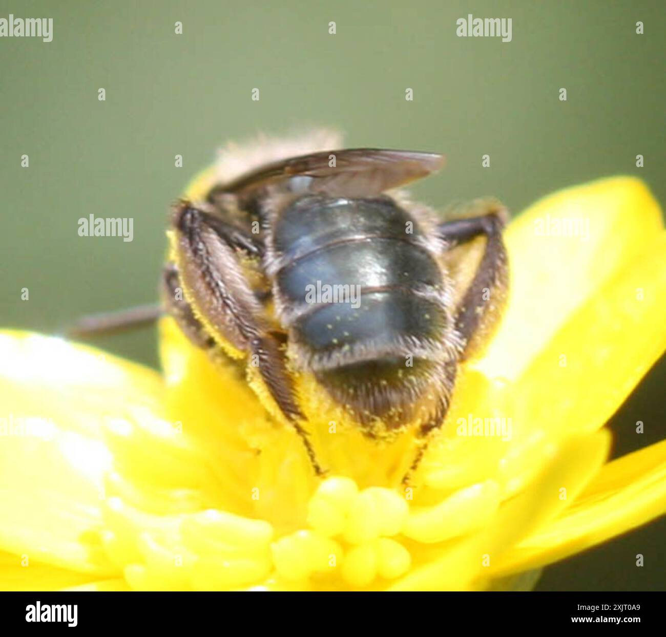 Mining Bees (Andrena) Insecta Stock Photo - Alamy