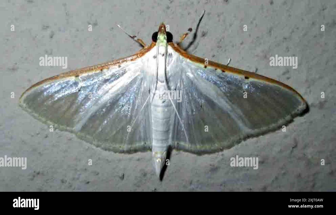 Jasmine moth hi-res stock photography and images - Alamy