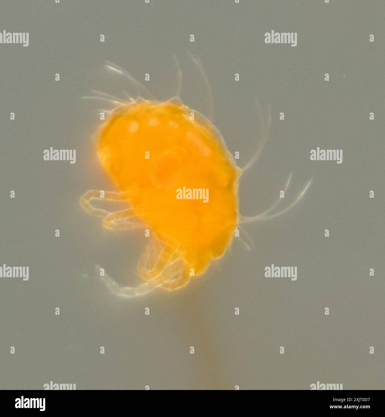 Spider Mites (Tetranychidae) Arachnida Stock Photo - Alamy