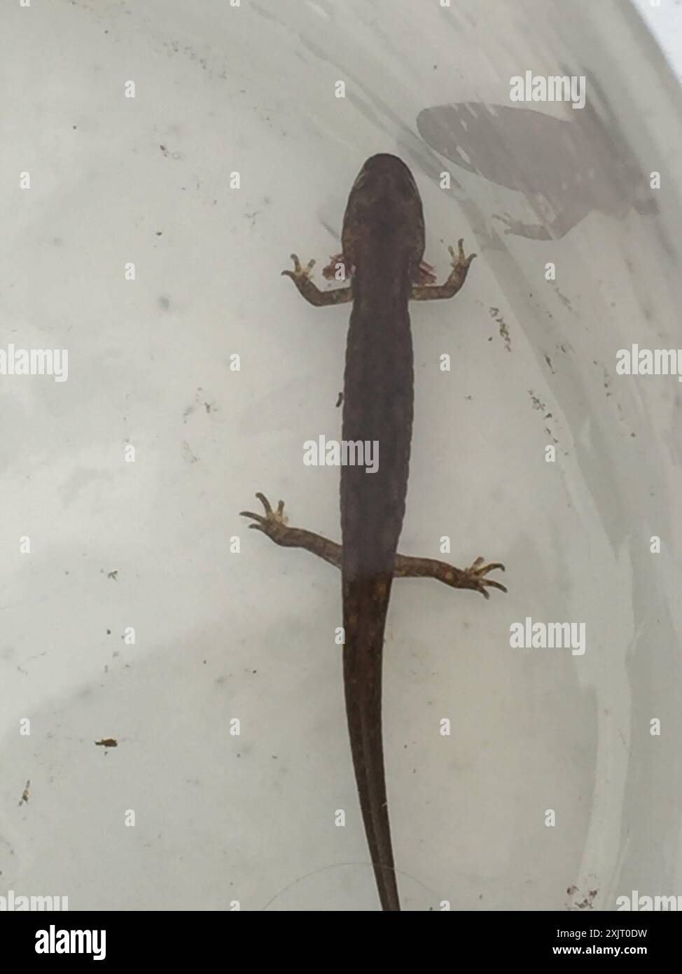 Northern Two-lined Salamander (Eurycea bislineata) Amphibia Stock Photo ...