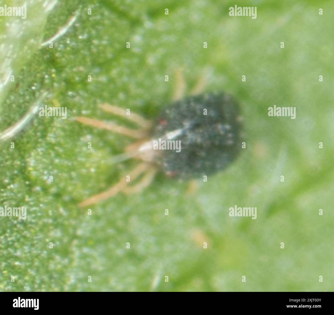 Spider Mites (Tetranychidae) Arachnida Stock Photo - Alamy