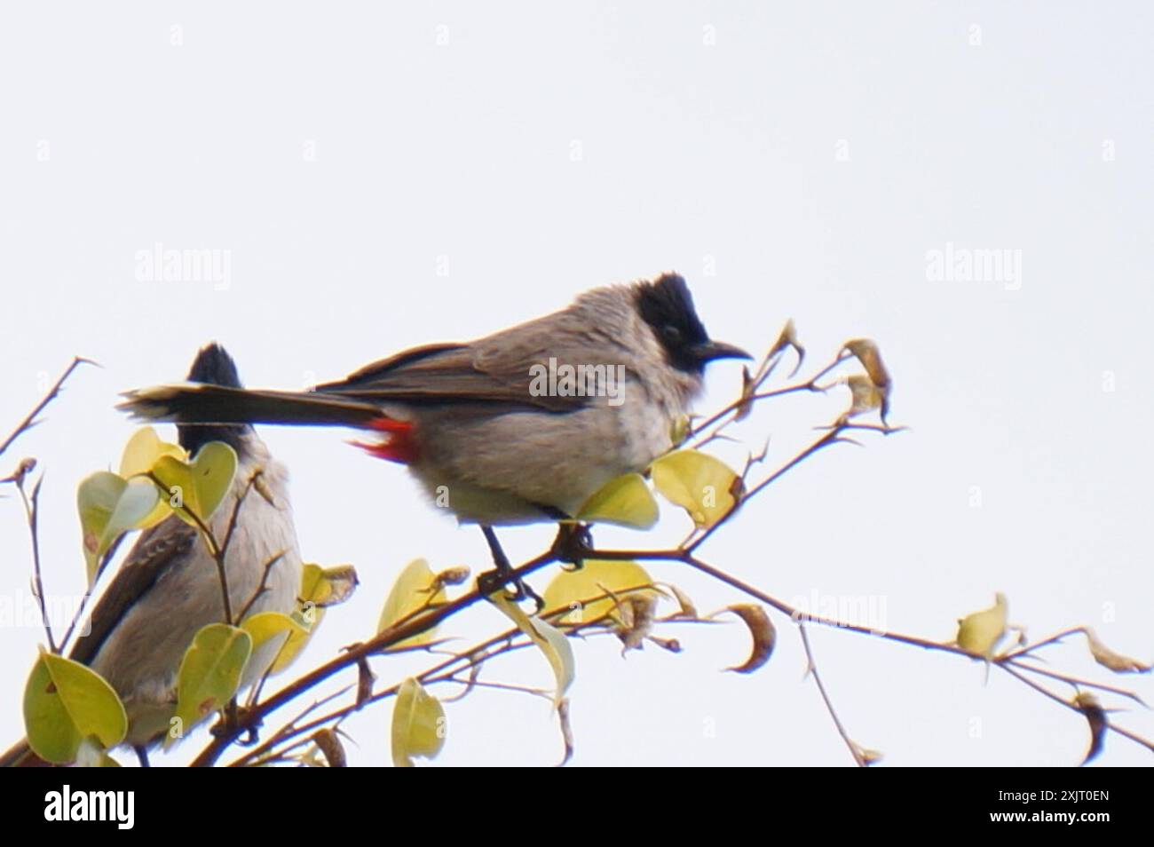 Sooty-headed Bulbul (Pycnonotus aurigaster) Aves Stock Photo - Alamy