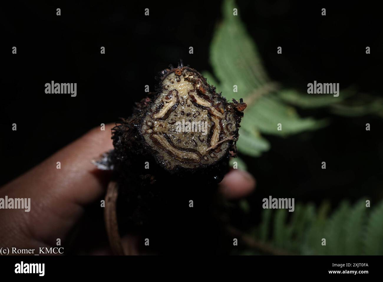 scaly tree ferns (Cyatheaceae) Plantae Stock Photo - Alamy