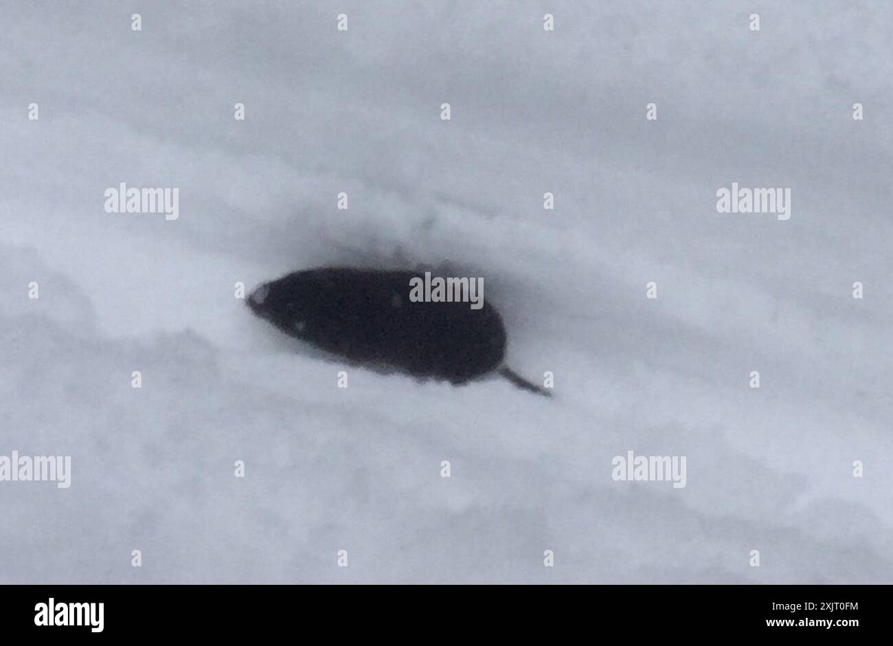 Short tailed shrew hi-res stock photography and images - Alamy