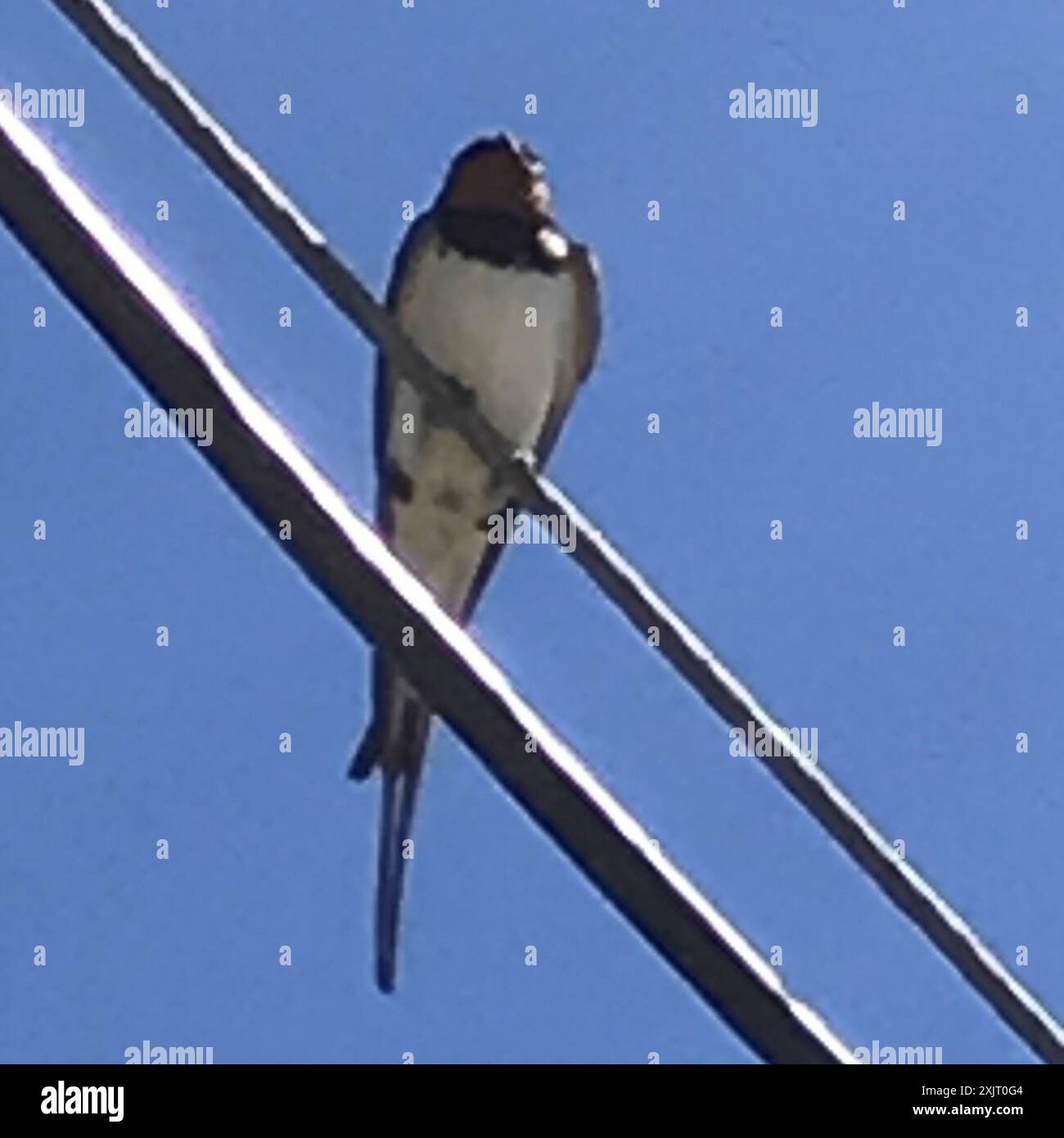 The white bellied swallow hi-res stock photography and images - Alamy