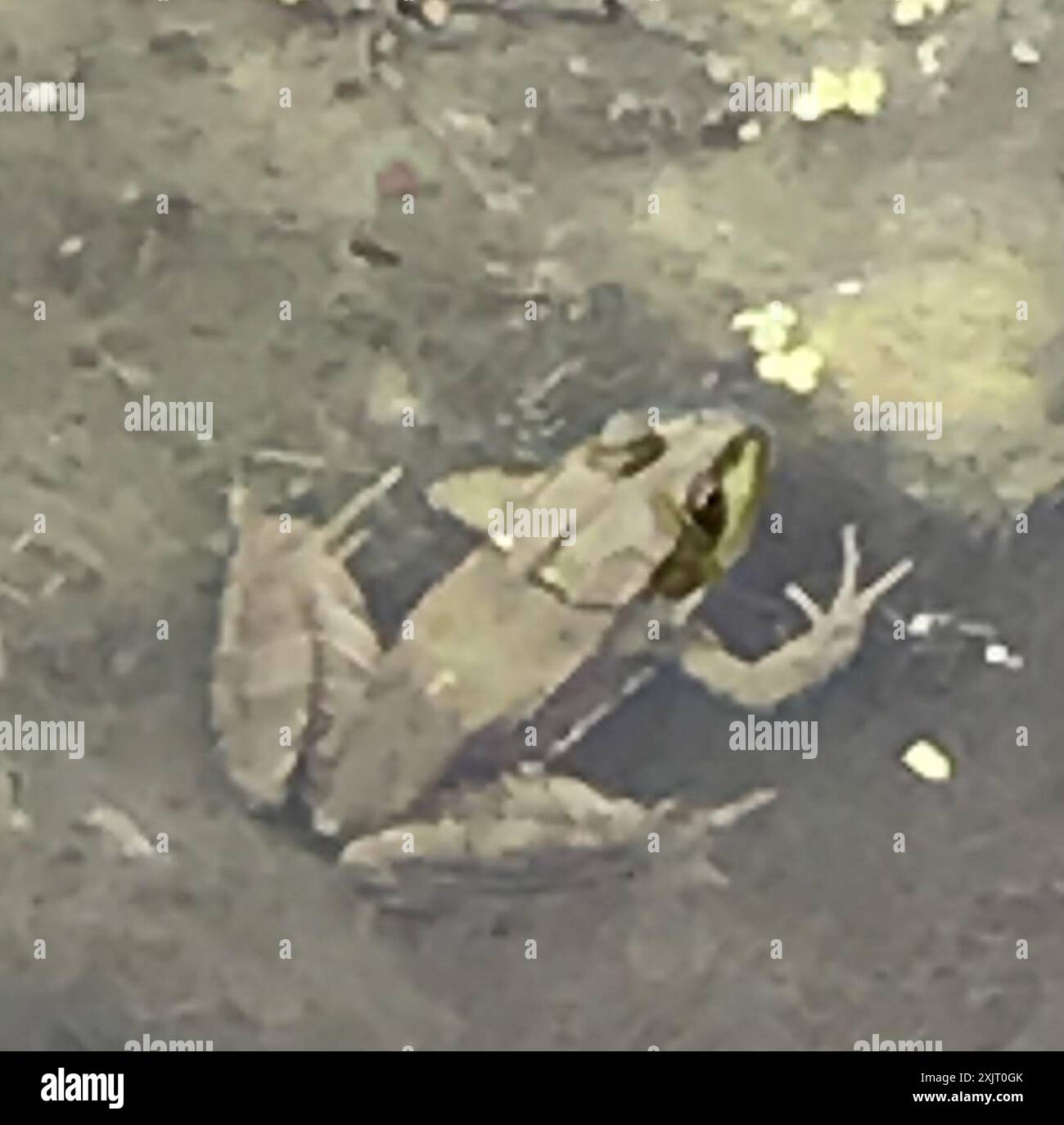 Water Frogs (Pelophylax) Amphibia Stock Photo - Alamy