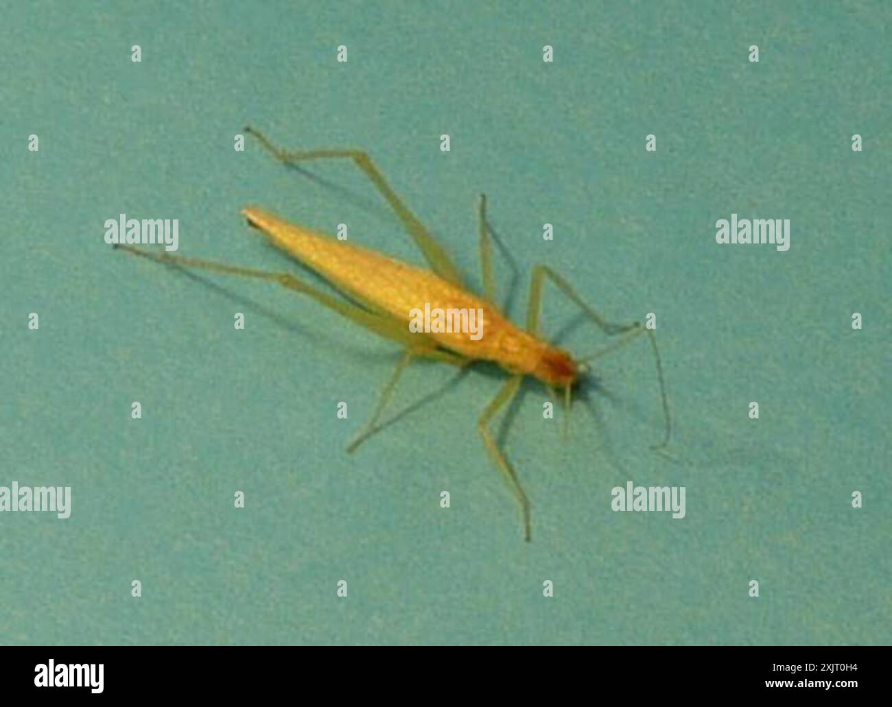 Common Tree Crickets (Oecanthus) Insecta Stock Photo - Alamy