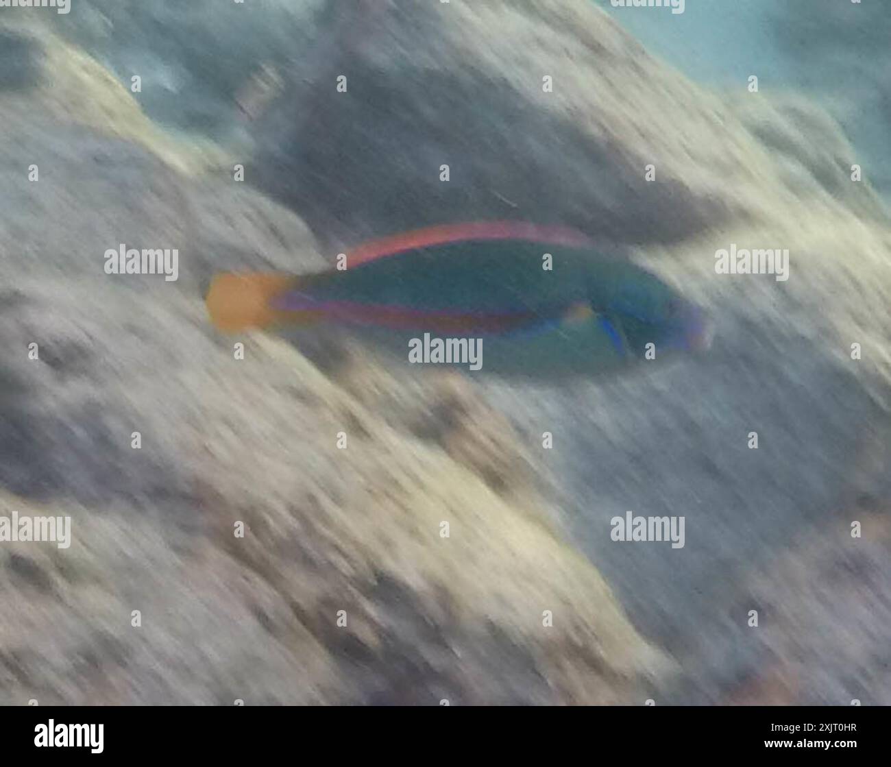 Belted Wrasse (Stethojulis balteata) Actinopterygii Stock Photo - Alamy