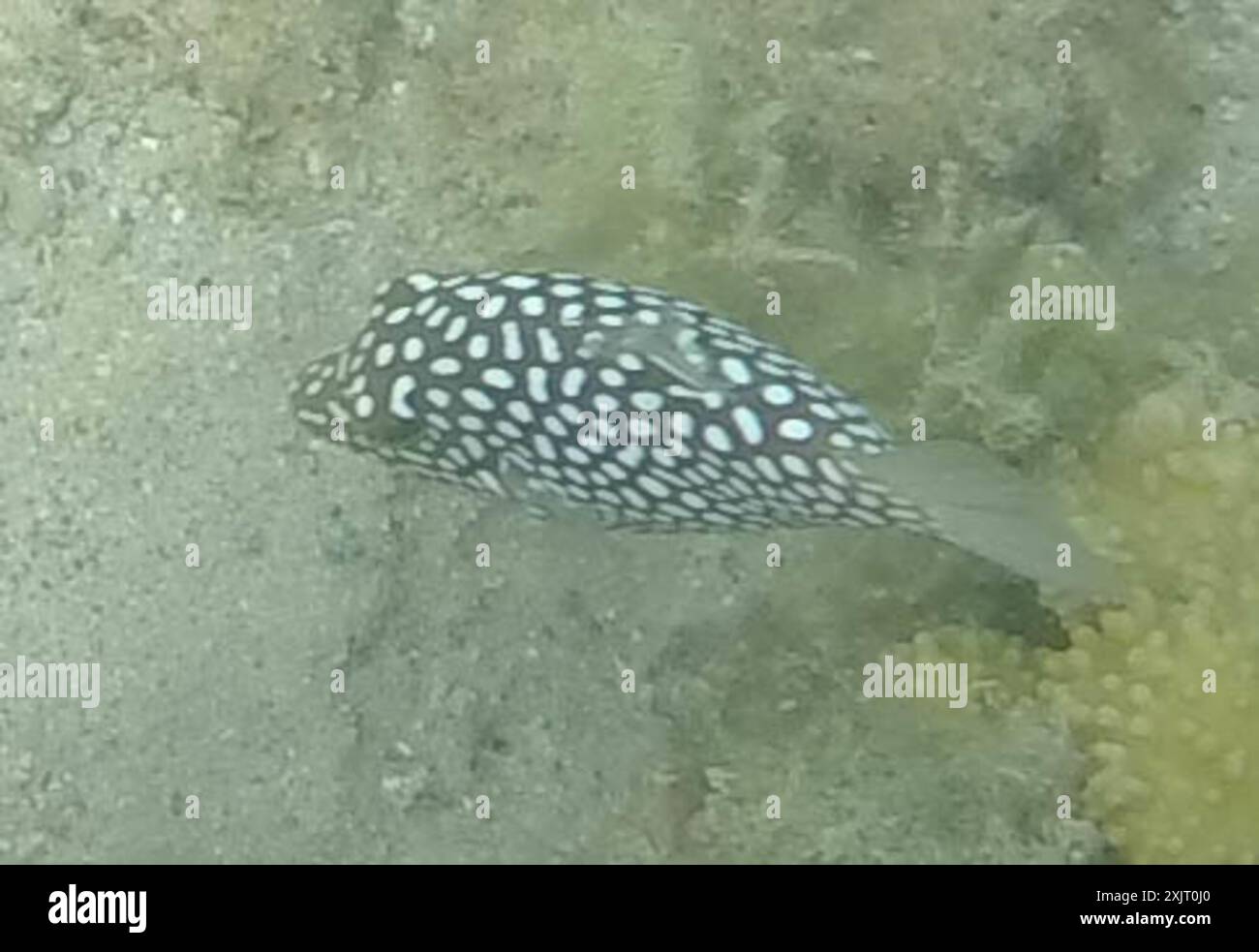 Hawaiian Spotted Toby (Canthigaster jactator) Actinopterygii Stock ...