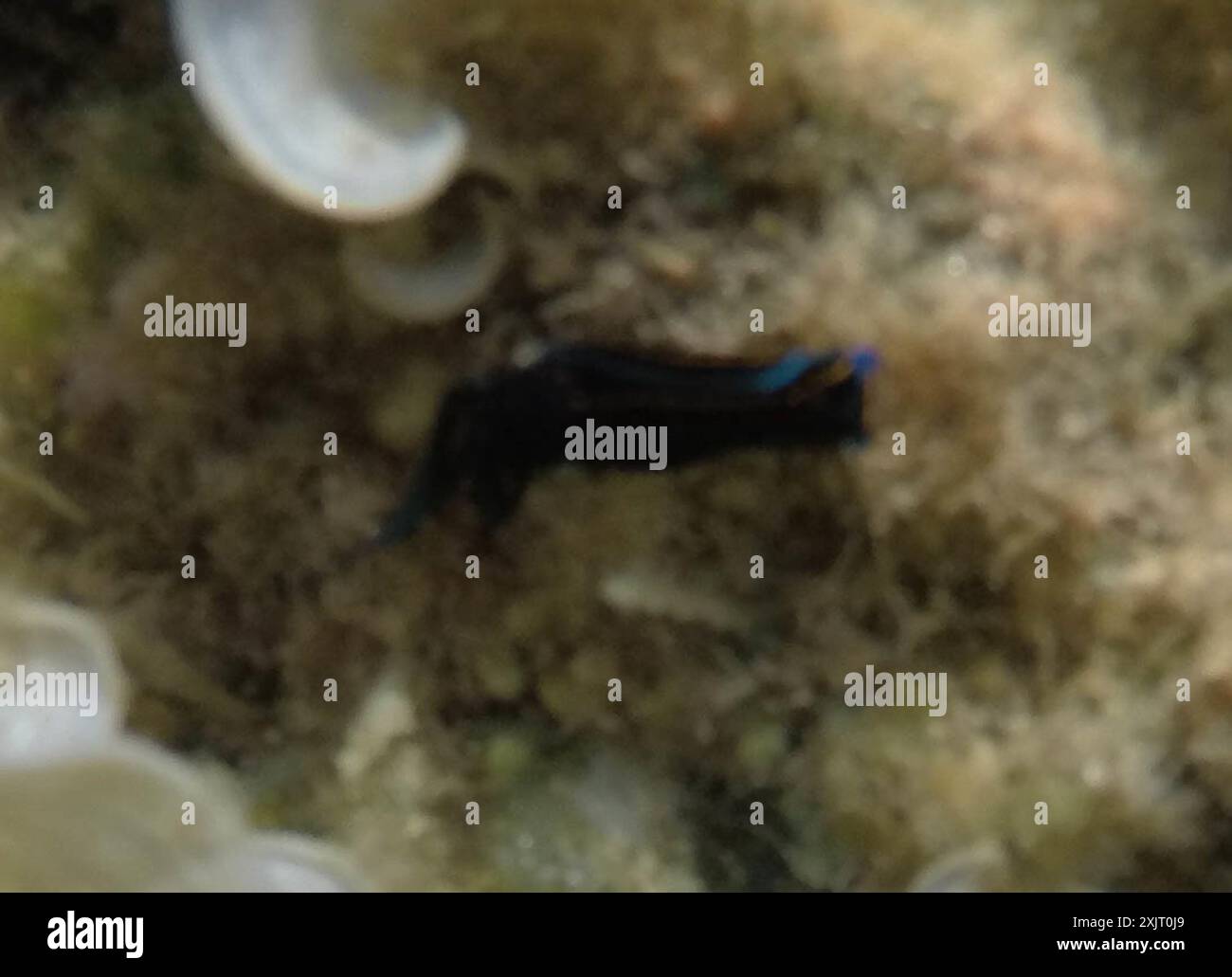 Swallowtail Headshield Slug (Chelidonura hirundinina) Mollusca Stock ...