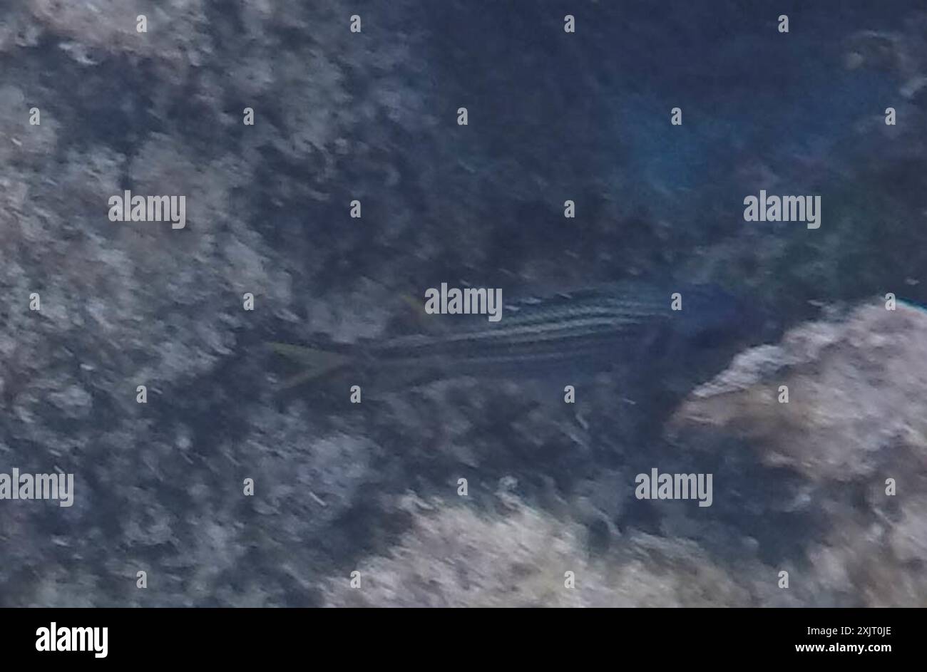 Spotfin Squirrelfish (Neoniphon sammara) Actinopterygii Stock Photo - Alamy