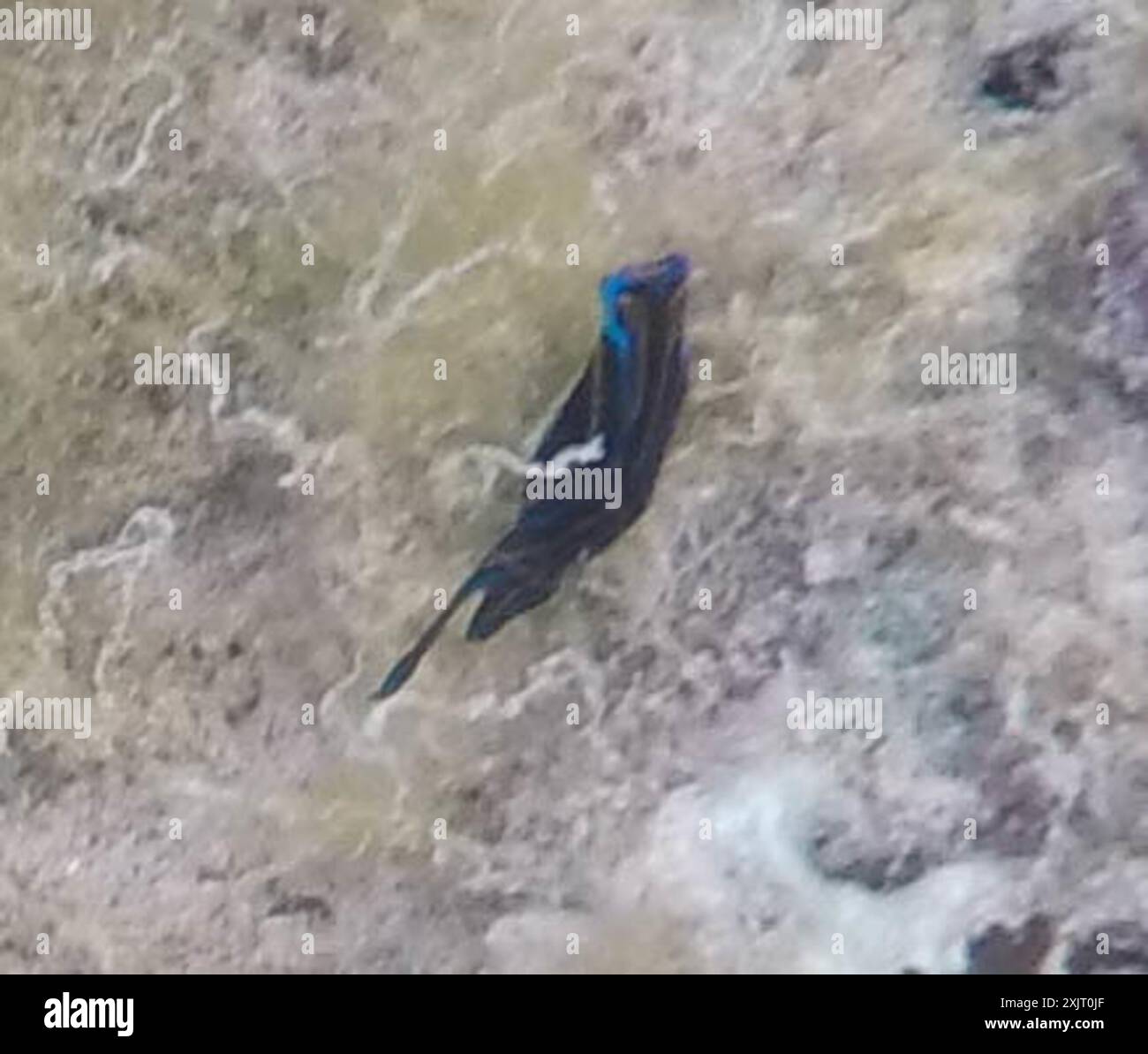 Swallowtail Headshield Slug (Chelidonura hirundinina) Mollusca Stock ...