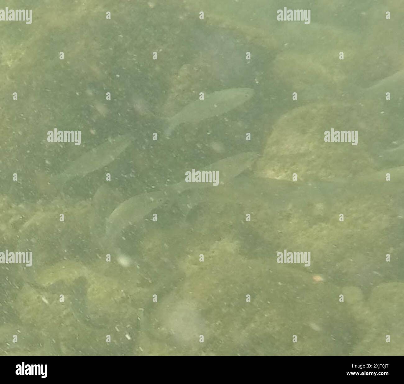 Mullets (Mugilidae) Actinopterygii Stock Photo - Alamy