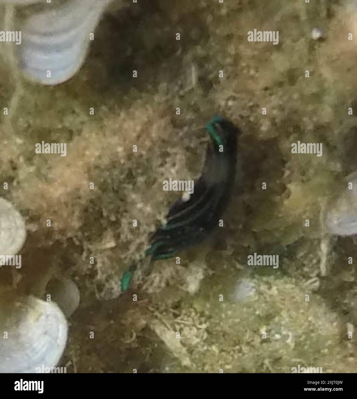 Swallowtail Headshield Slug (Chelidonura hirundinina) Mollusca Stock ...