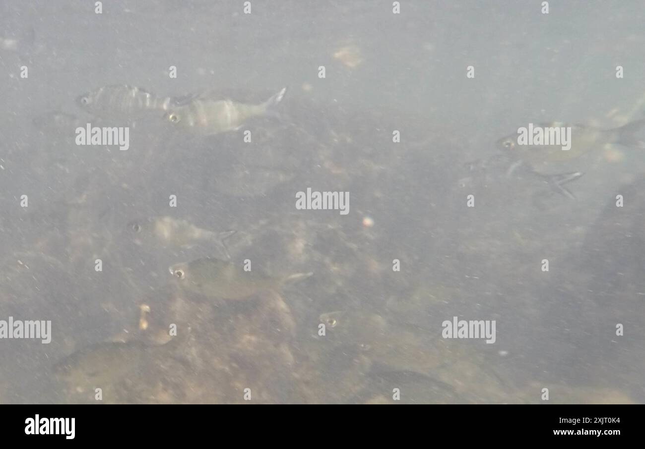 Hawaiian Flagtail (Kuhlia xenura) Actinopterygii Stock Photo - Alamy