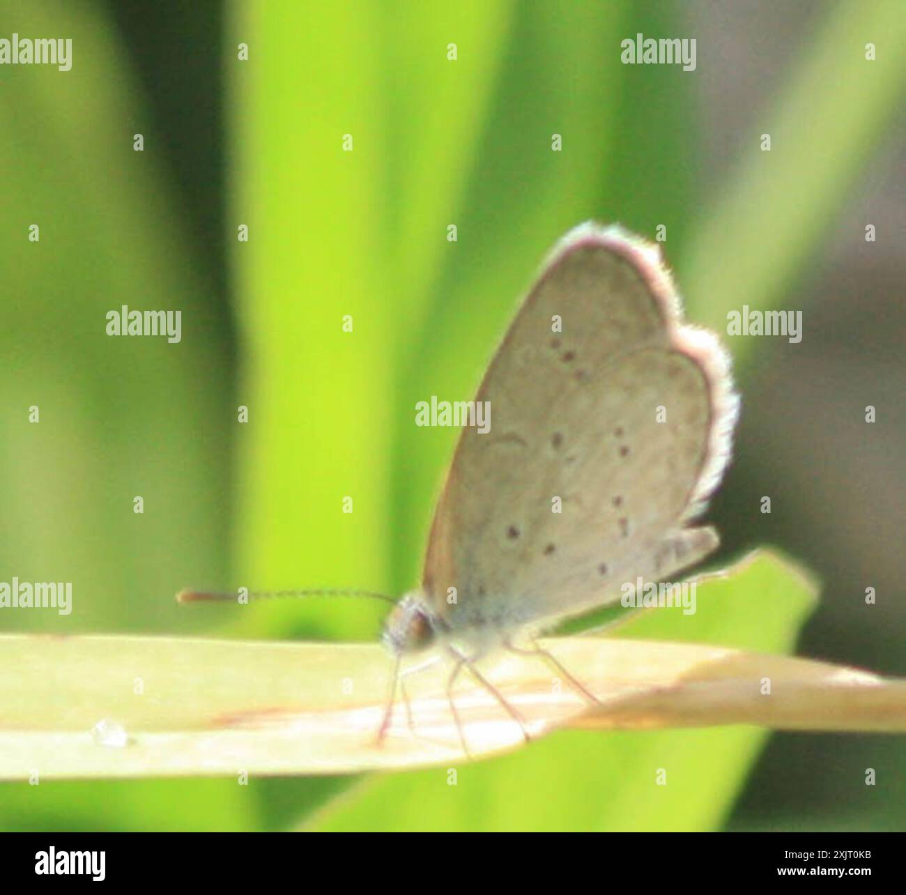 Zizina otis hi-res stock photography and images - Alamy
