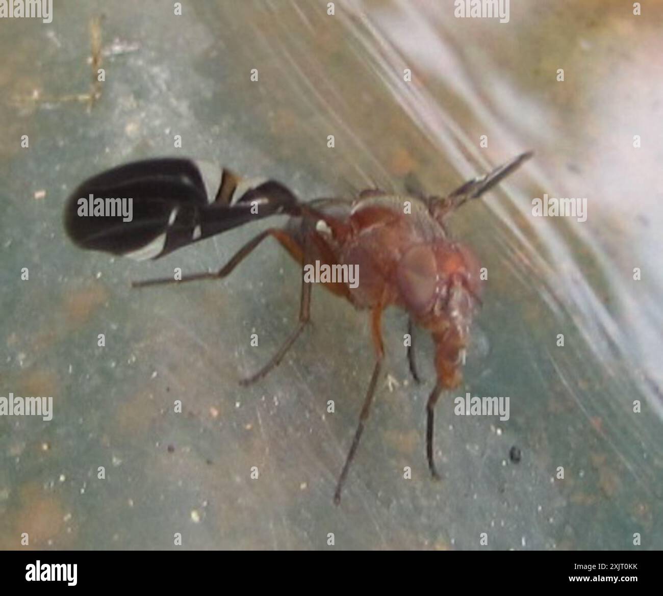 Common Picture-winged Fly (Delphinia picta) Insecta Stock Photo - Alamy