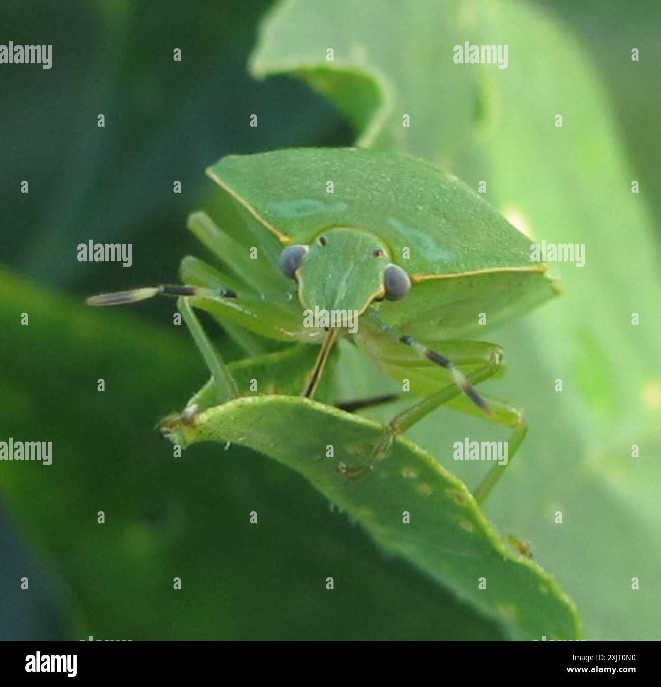 Green Stink Bug (Chinavia hilaris) Insecta Stock Photo - Alamy