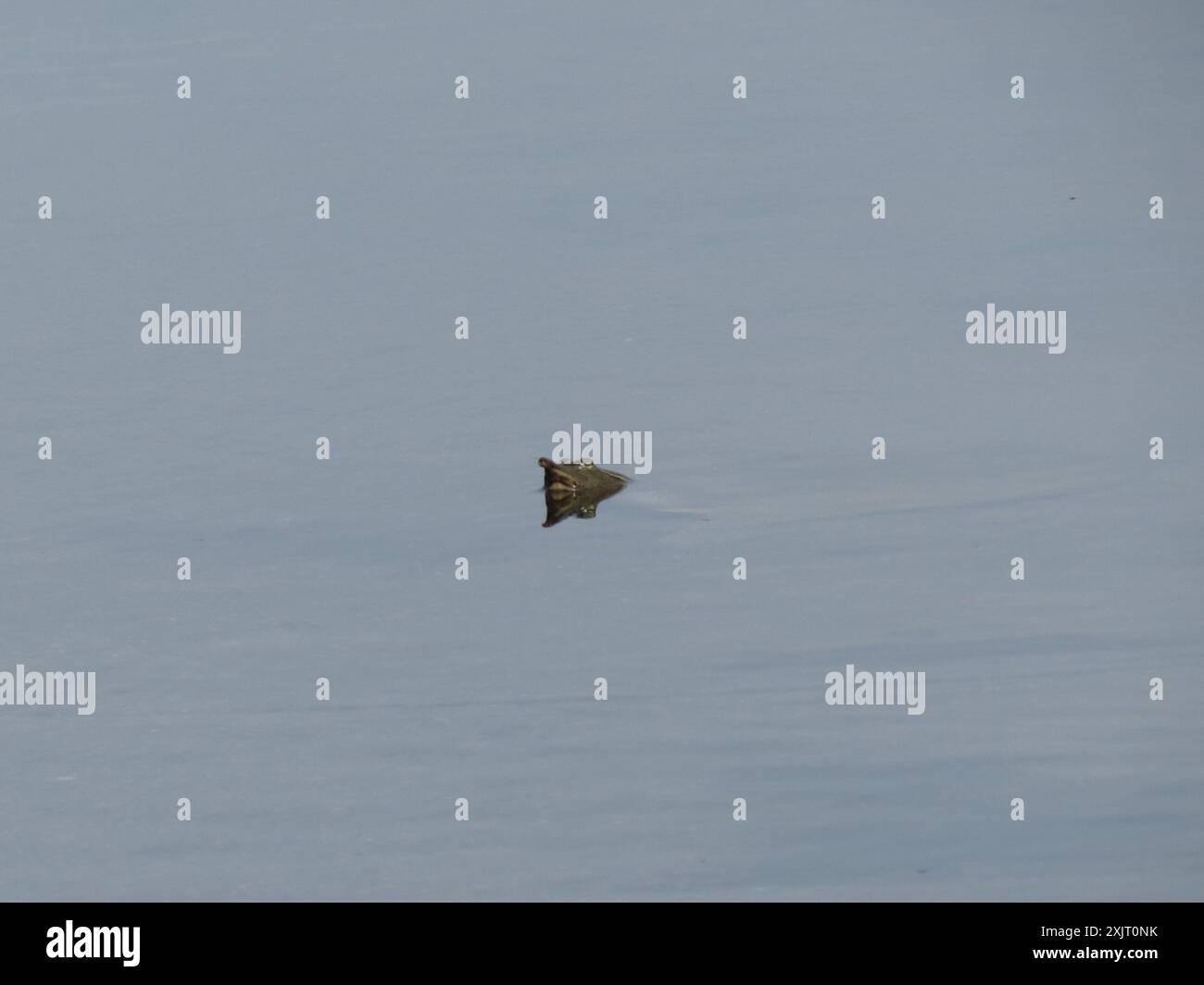 Eastern Spiny Softshell (Apalone spinifera spinifera) Reptilia Stock ...