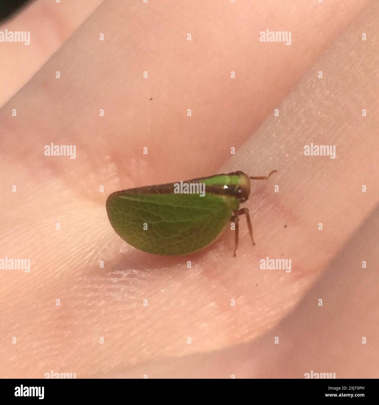 Two striped planthopper hi-res stock photography and images - Alamy