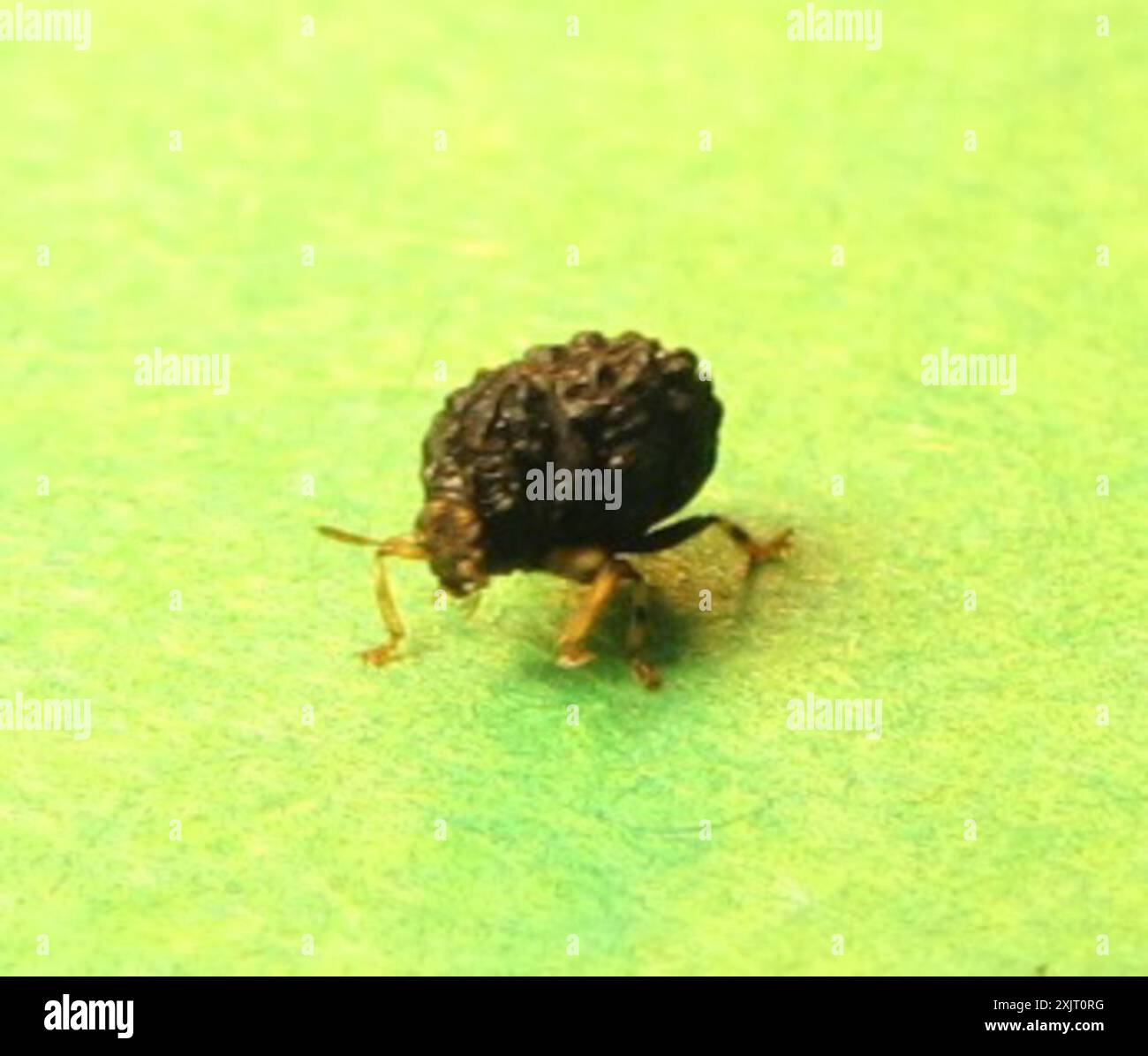 Foveolatus hi-res stock photography and images - Alamy