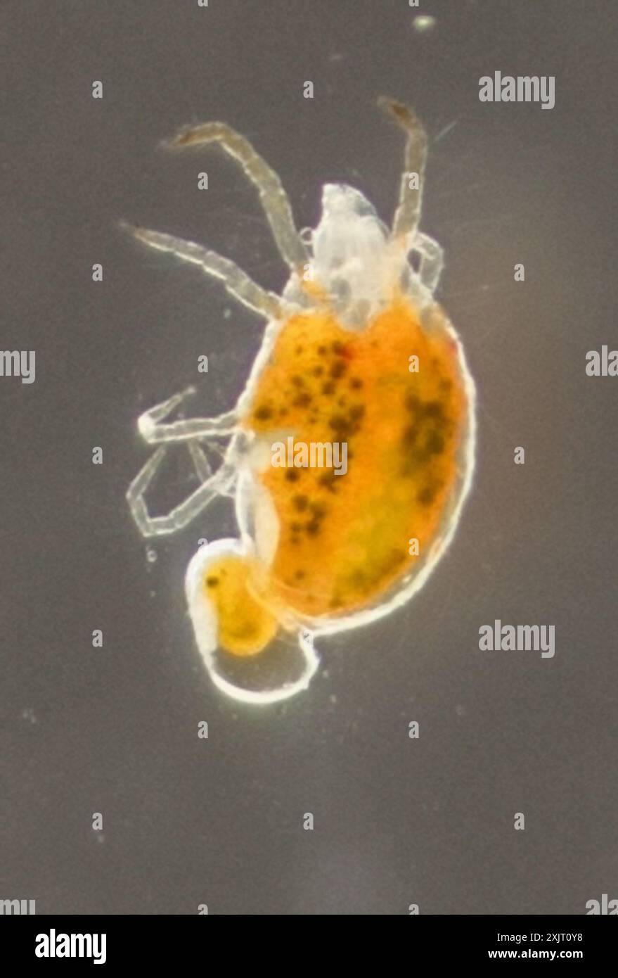 Spider Mites (Tetranychidae) Arachnida Stock Photo - Alamy