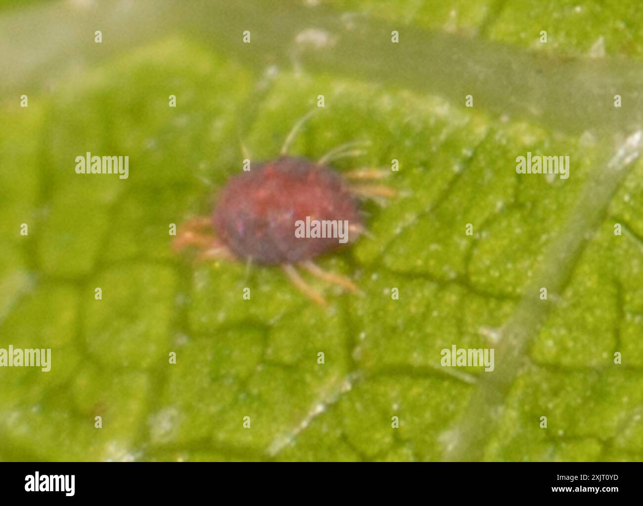 Spider Mites (Tetranychidae) Arachnida Stock Photo - Alamy
