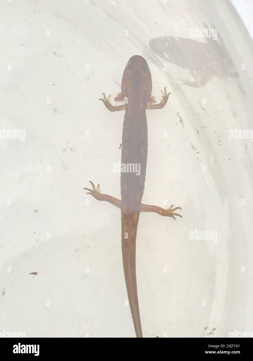 Northern Two-lined Salamander (Eurycea bislineata) Amphibia Stock Photo ...