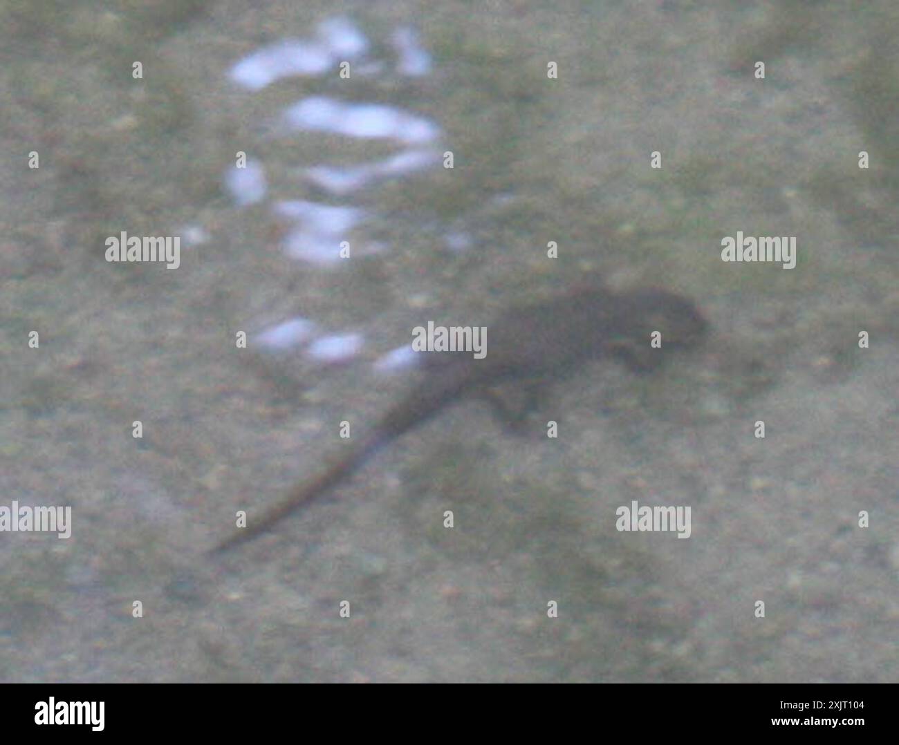Pacific Newts (Taricha) Amphibia Stock Photo - Alamy