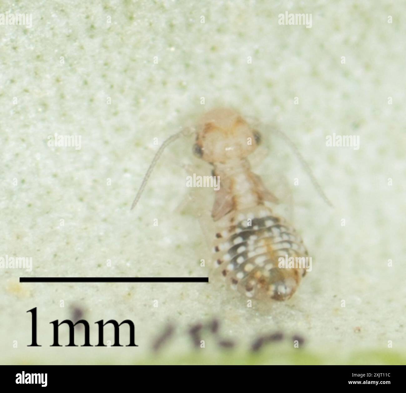Barklice, Booklice, and Parasitic Lice (Psocodea) Insecta Stock Photo ...