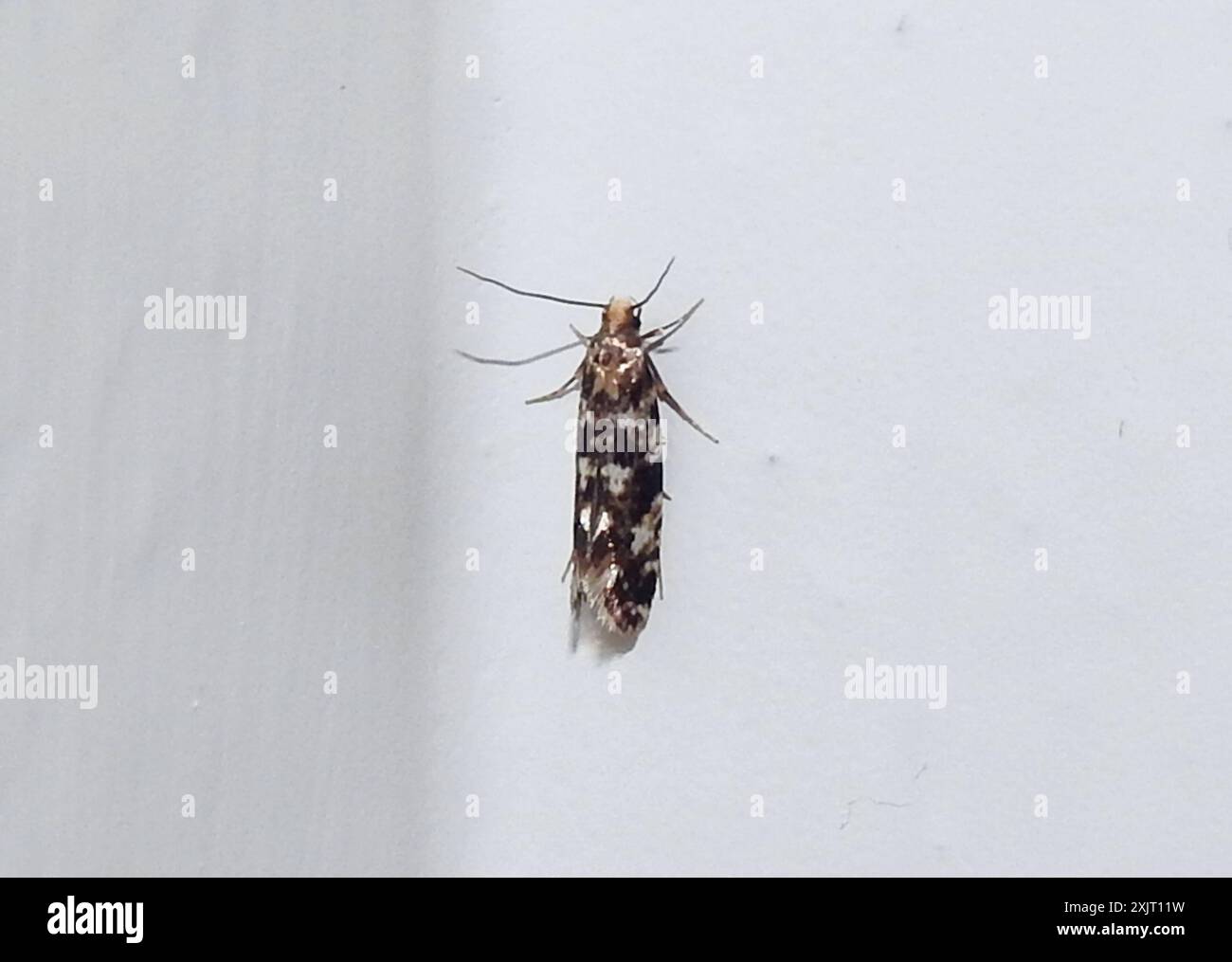 Nemapogon cloacella hi-res stock photography and images - Alamy