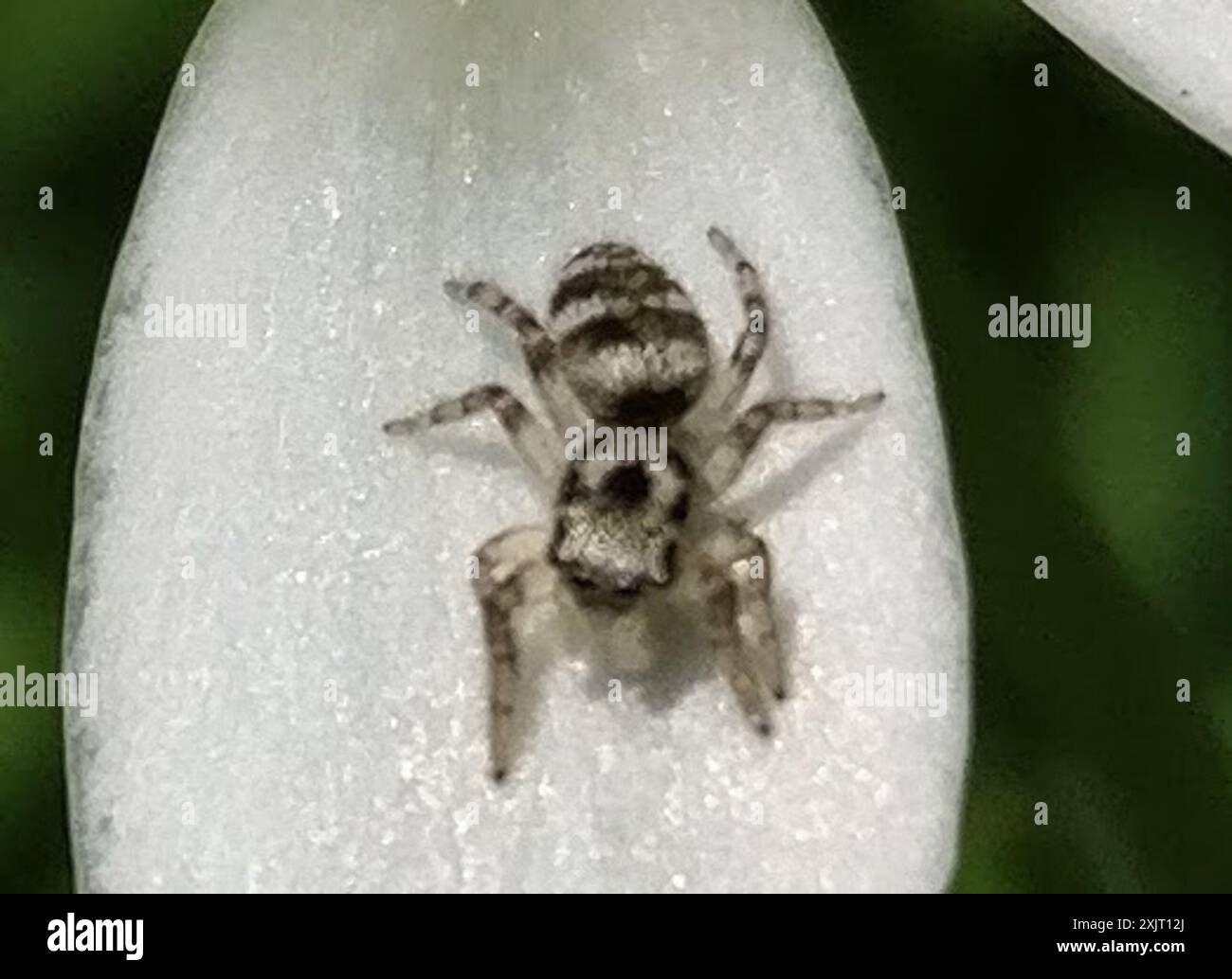 Zebra Jumping Spider (Salticus scenicus) Arachnida Stock Photo - Alamy