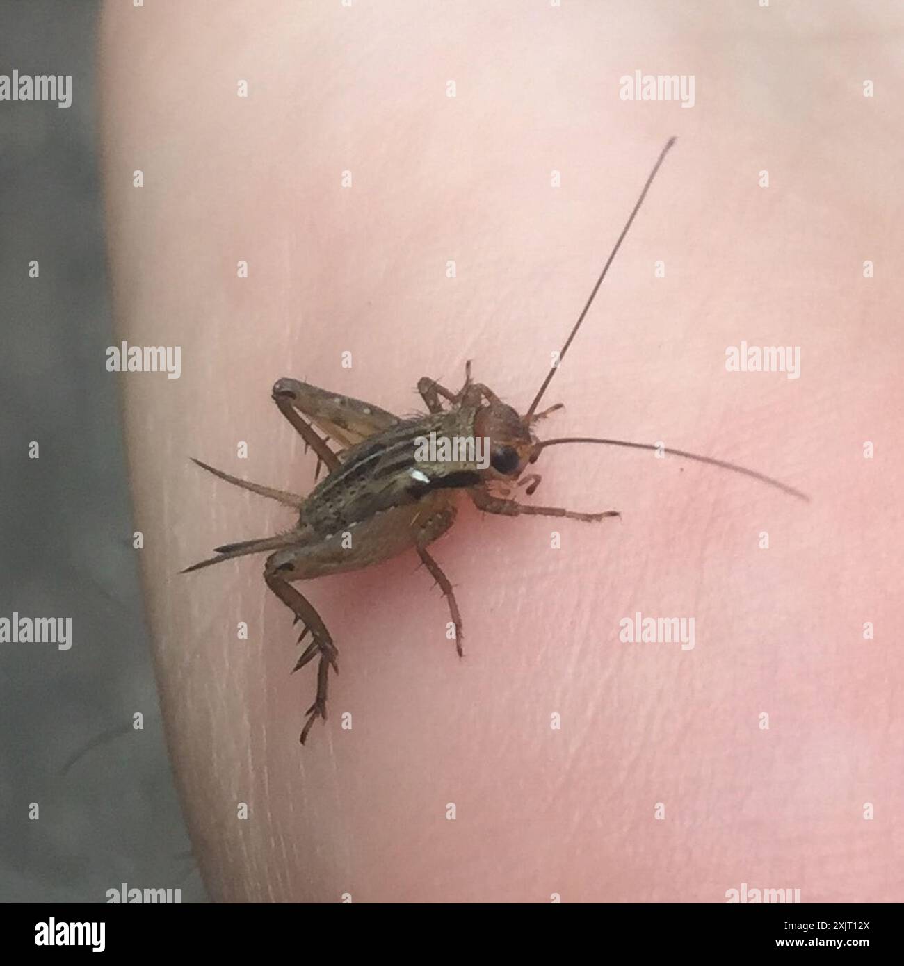 Striped Ground Cricket (Allonemobius fasciatus) Insecta Stock Photo - Alamy