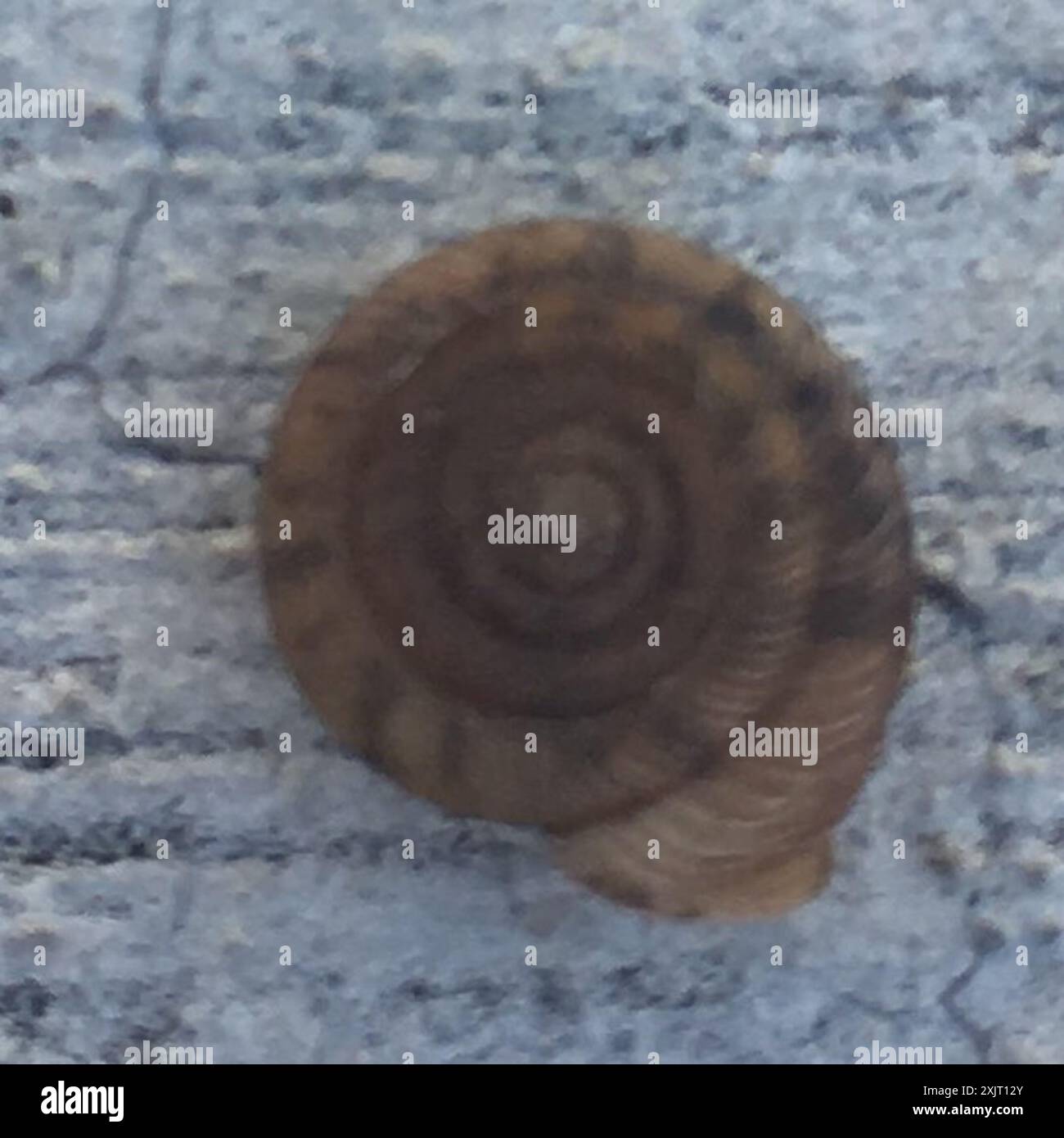 Southern Flatcoil (Polygyra cereolus) Mollusca Stock Photo - Alamy