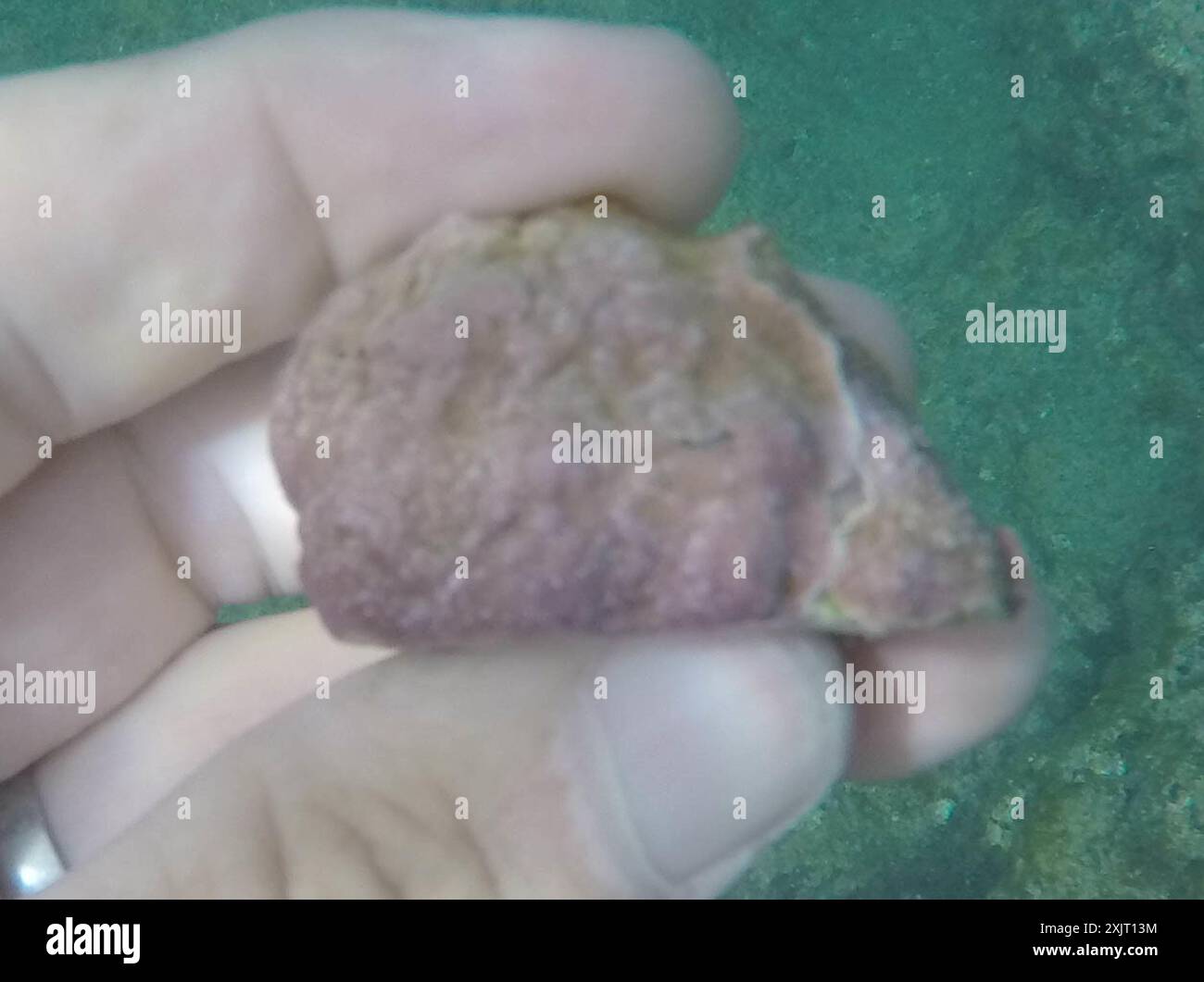 Mulberry Drupe (Drupa morum) Mollusca Stock Photo - Alamy