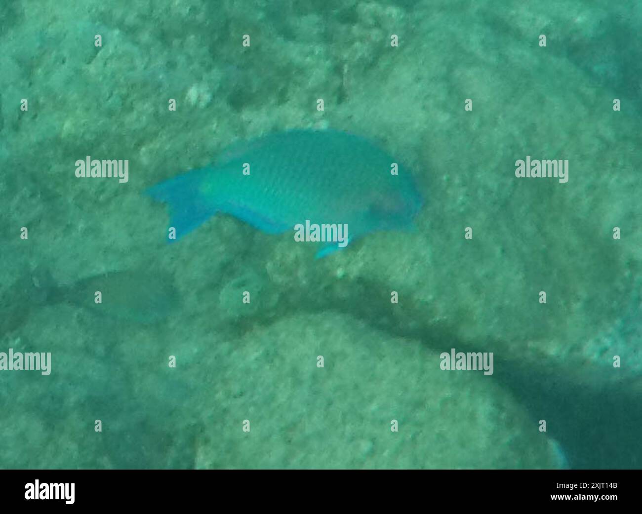 Parrotfishes (Scarini) Actinopterygii Stock Photo - Alamy