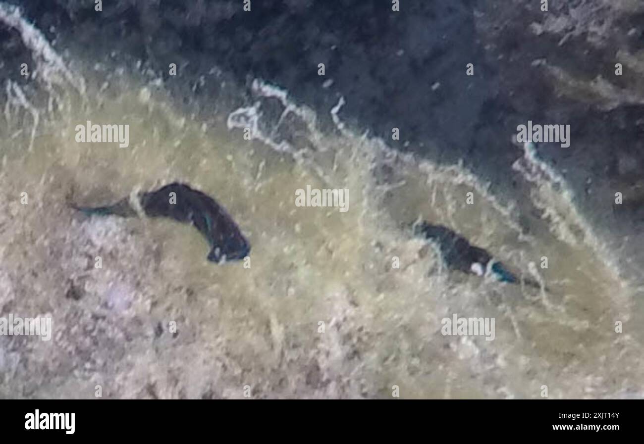 Swallowtail Headshield Slug (Chelidonura hirundinina) Mollusca Stock ...